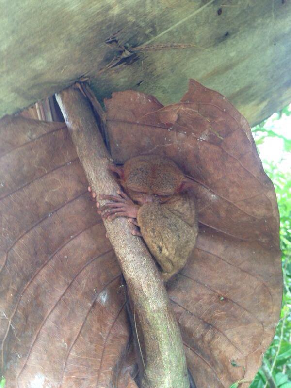 tarsier2 – Viajes por el Mundo